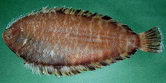 ANIMAIS DA RIA FORMOSA: Peixes 1