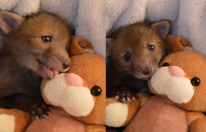 White Wolf : Rescued Baby Fox Needs To Cuddle With Its Plush Bunny Toy