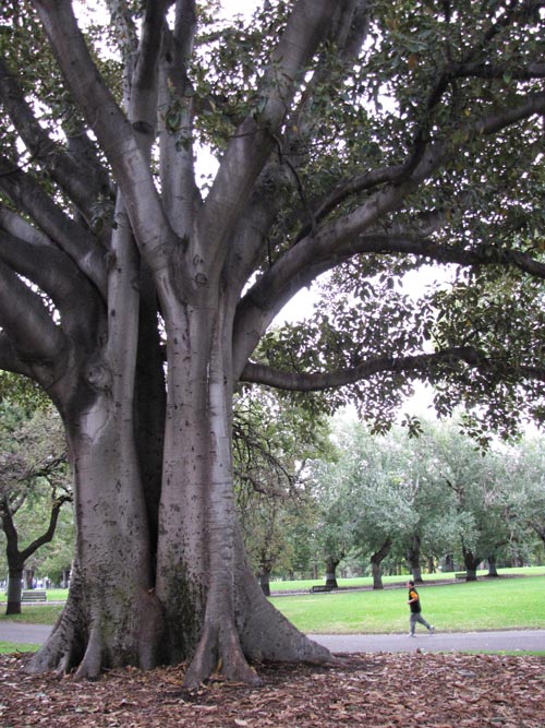Blue Moon River: Melbourne trees