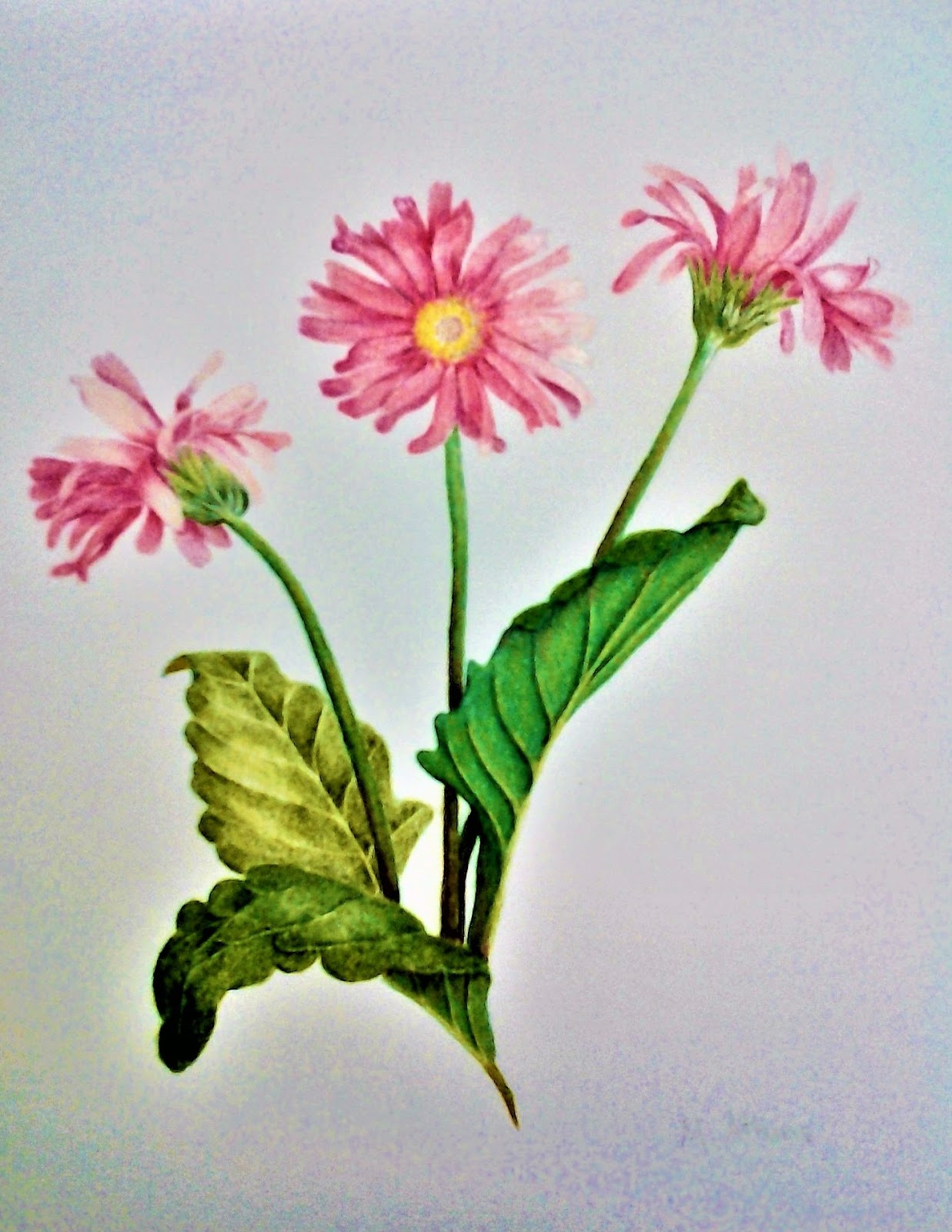 Ottawa Society of Botanical Artists: Coloured Pencil Exhibit at the ...