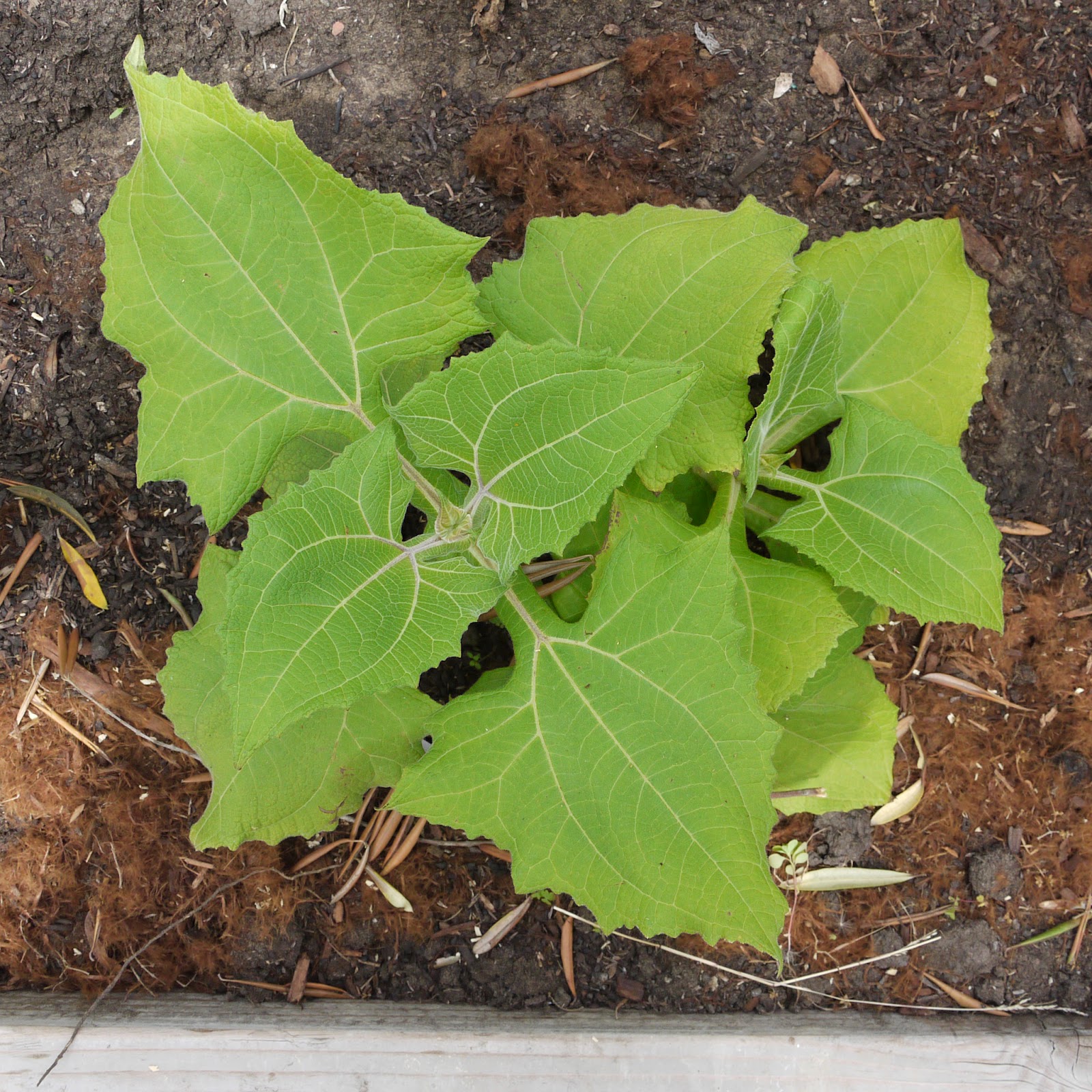 HiveQueen: FAQ: Yacón