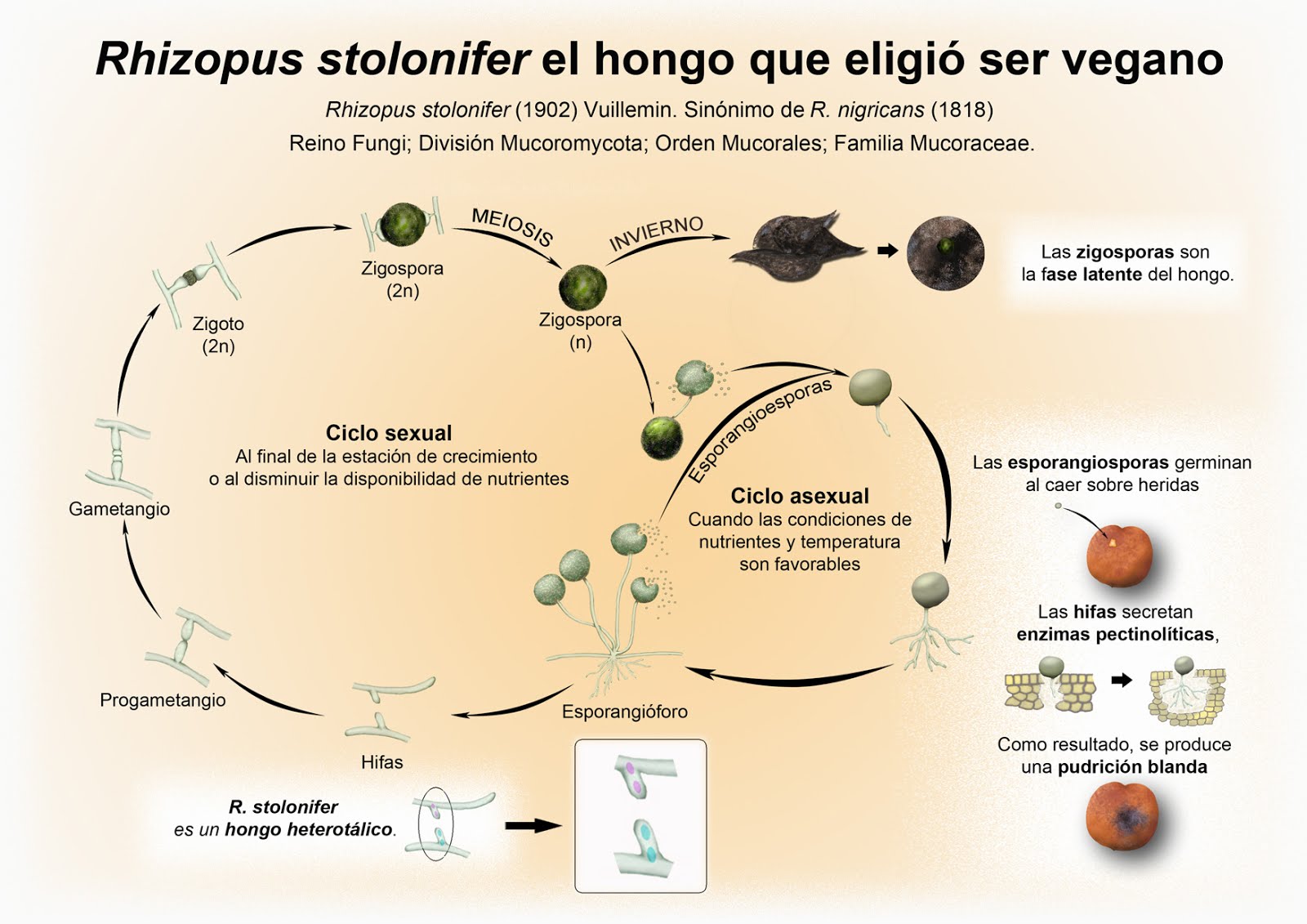 Pilar Bustos - Rhizopus stolonifer, el hongo que eligió ser vegano ...