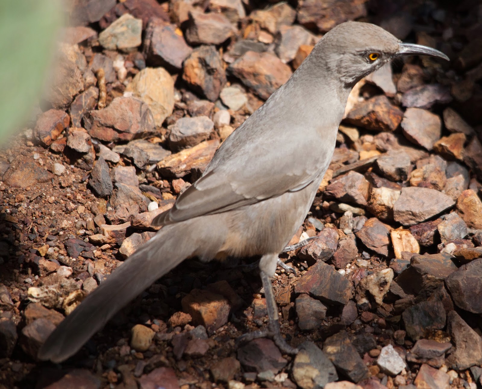 Walking Arizona: Curve-billed Thrasher