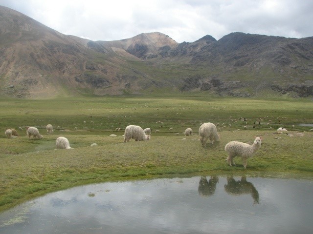 Pastizales: Claves para el Manejo del Pastoreo en praderas naturales de ...