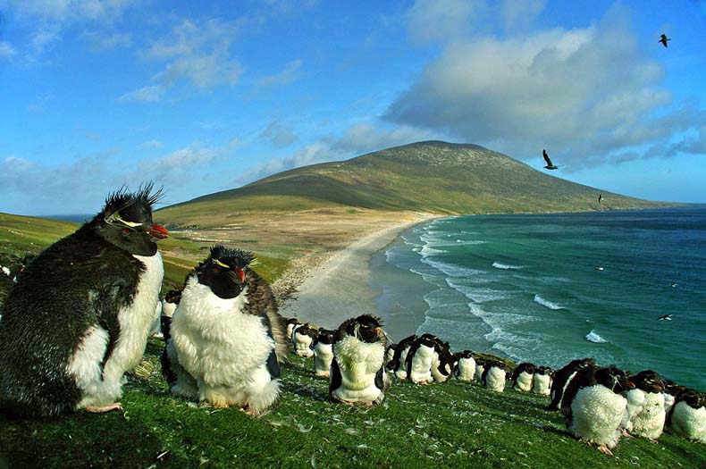 La población de pingüinos que viven en los campos de minas de las Islas ...