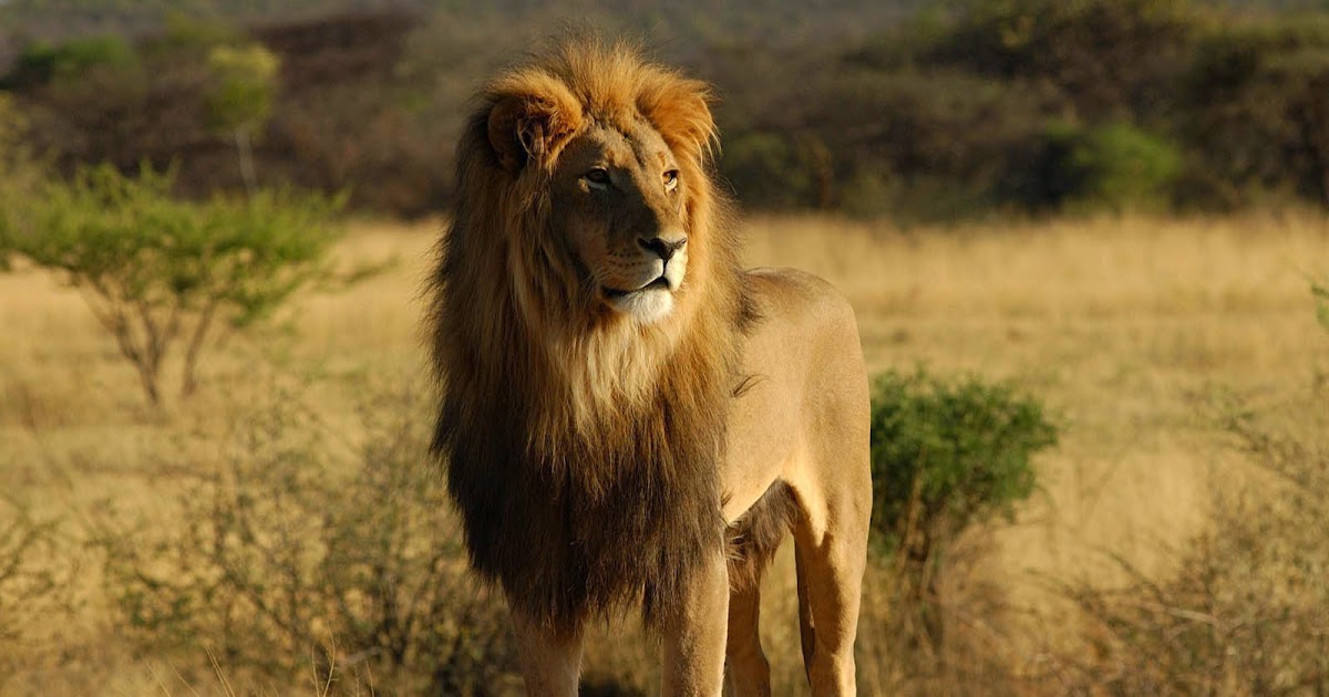 Loin Wallpaper images pictures Hd-wallpaper loin backgrounds pictures ...