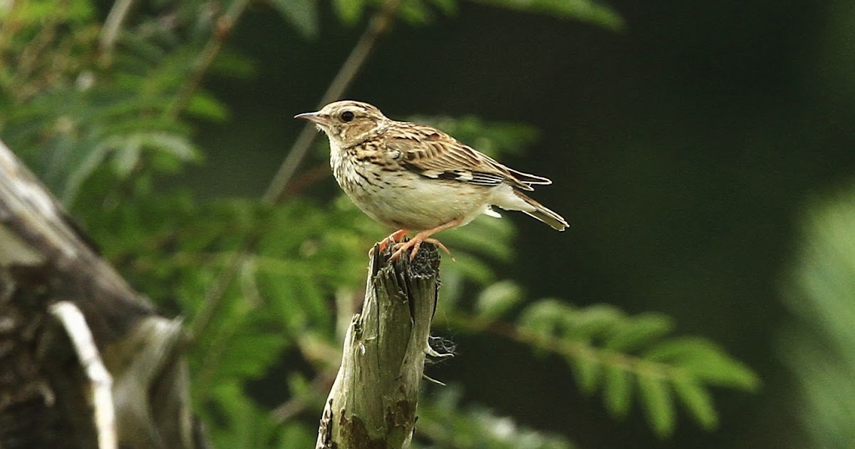 The Breckland Birder: Hilborough, Norfolk