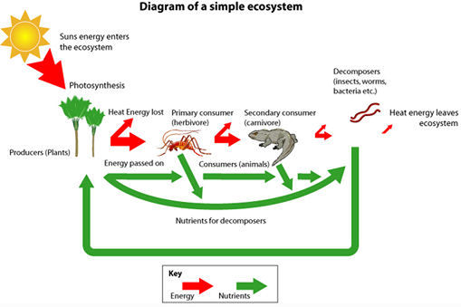 Science: Levels Of Organization Ecosystems