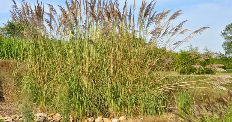 WHAT IS ELEPHANT GRASS? |The Garden of Eaden