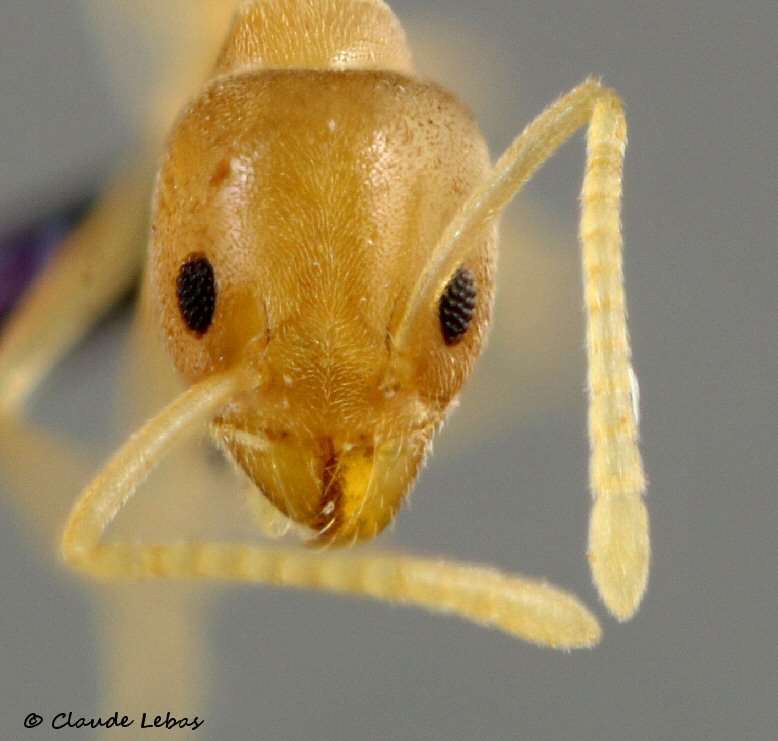 fourmis de Cuba- Hormigas de Cuba- Ants of Cuba: Tapinoma litorale cubaense