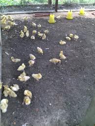 Mahat Terhebat Farm: Penternakan Itik Muscovy / Itik Nila / Itik Serati