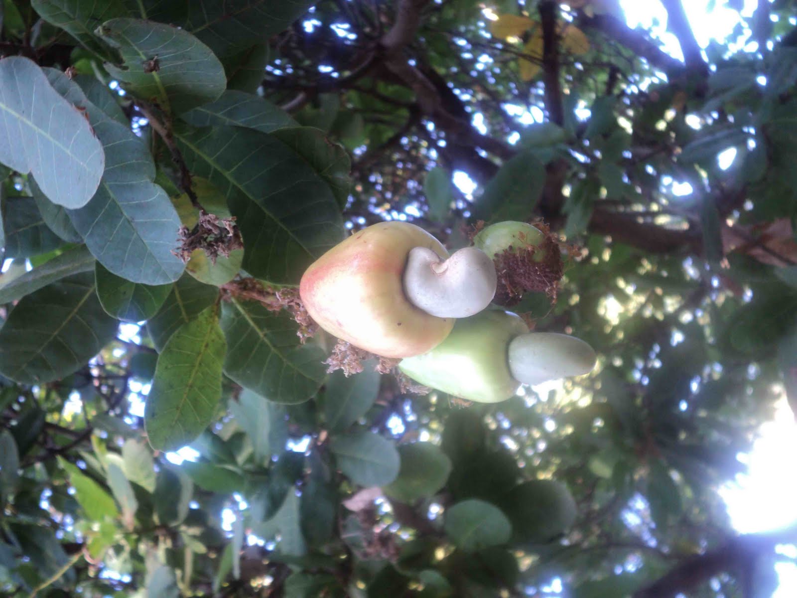 Philippine time traveler...: Fruits and Herbs