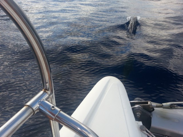 Lazarina des Océans