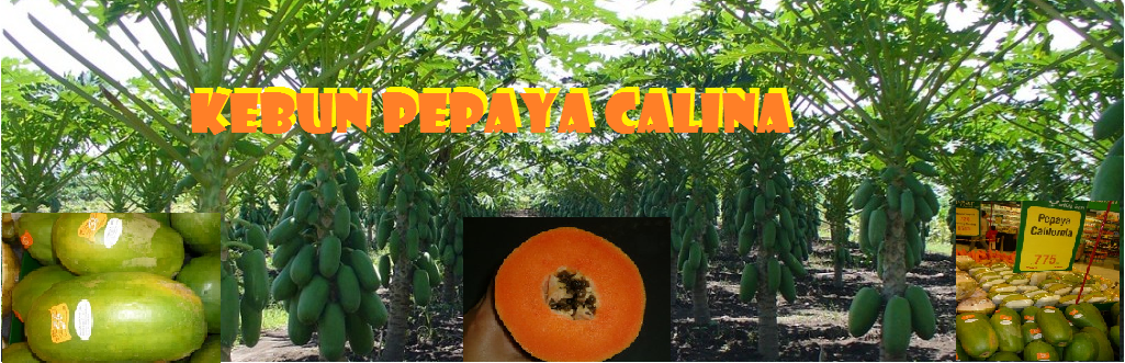 Kebun Pepaya Calina