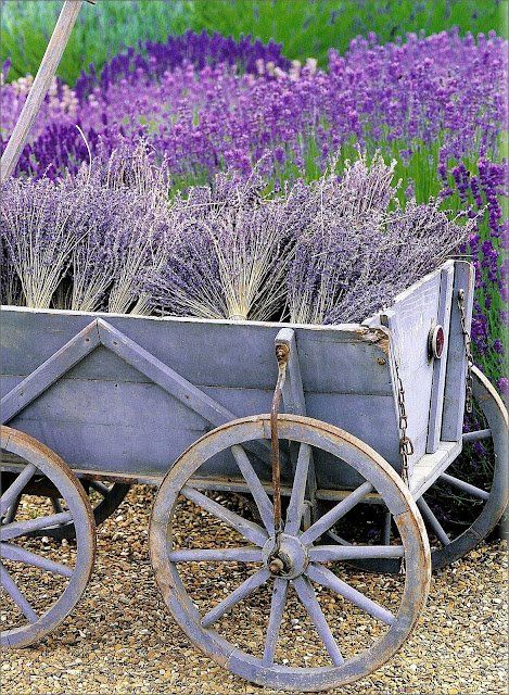 Colorways: English Lavender