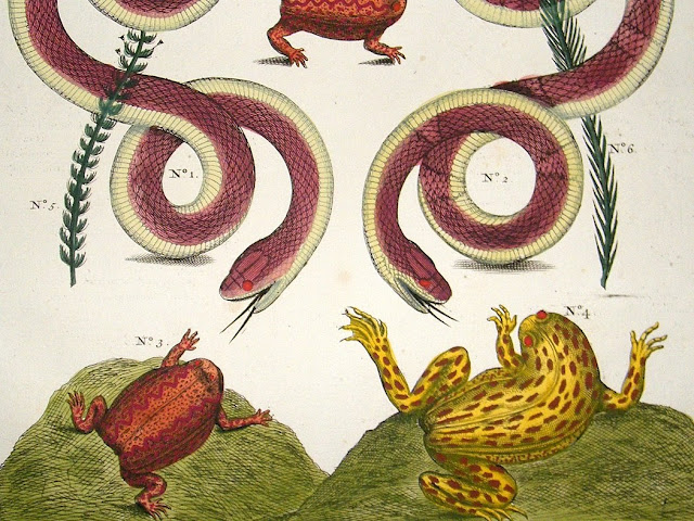 El rebost de Mr. Cairo: Albertus Seba i la seva col·lecció