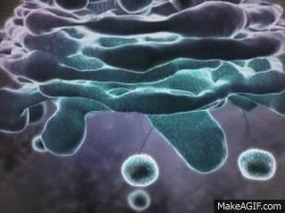 CIENCIAS EN EL CALVÍN: U.D. CÉLULA EUCARIOTA: ORGÁNULOS MEMBRANOSOS (2º ...