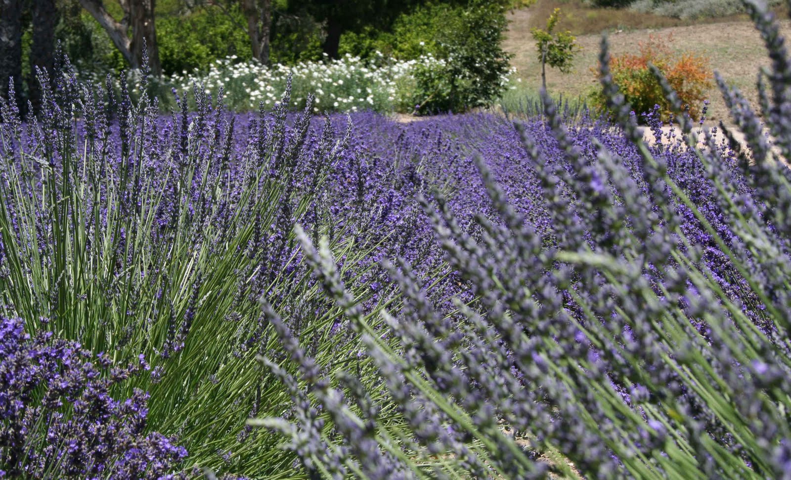 Vintage Urn: Lavender Fields Forever...