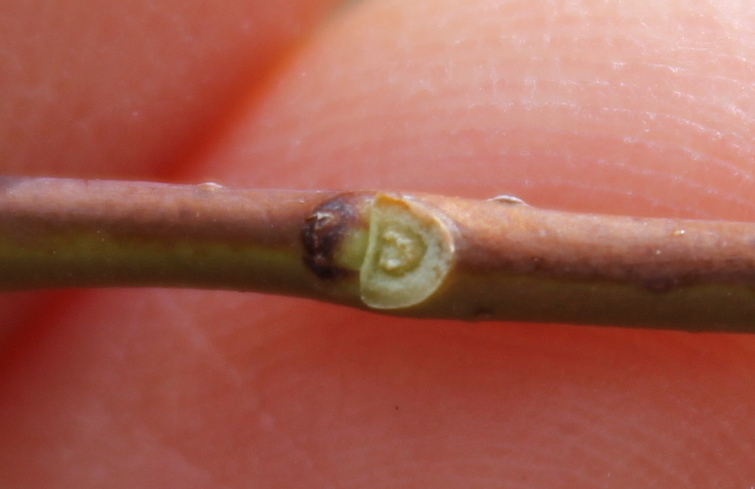 Biological Thinking: Winter, Spring, Summer, Abscission