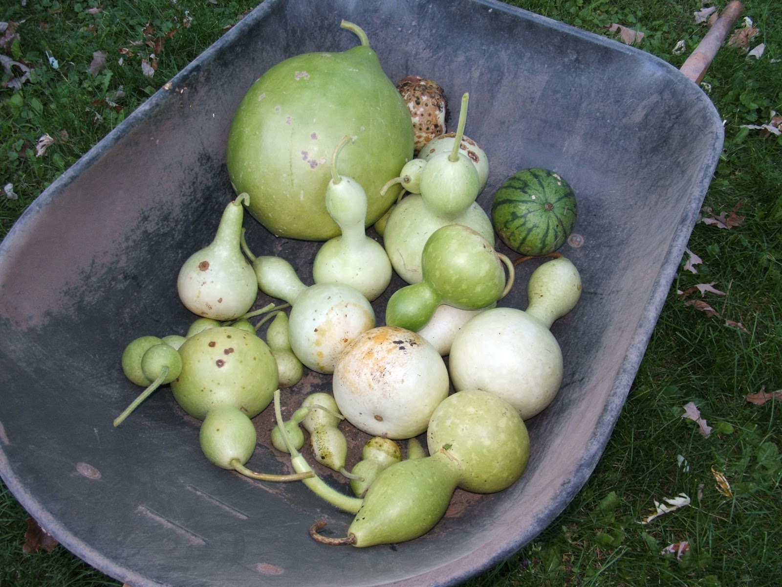 Green Zebra Market Garden: Hard-shelled Gourd Harvest