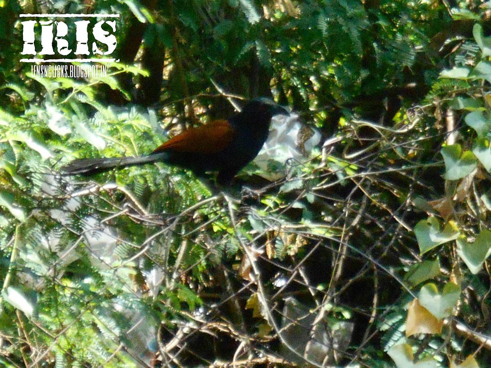 Greater Coucal Bird | Chemboth | Uppan | Iris