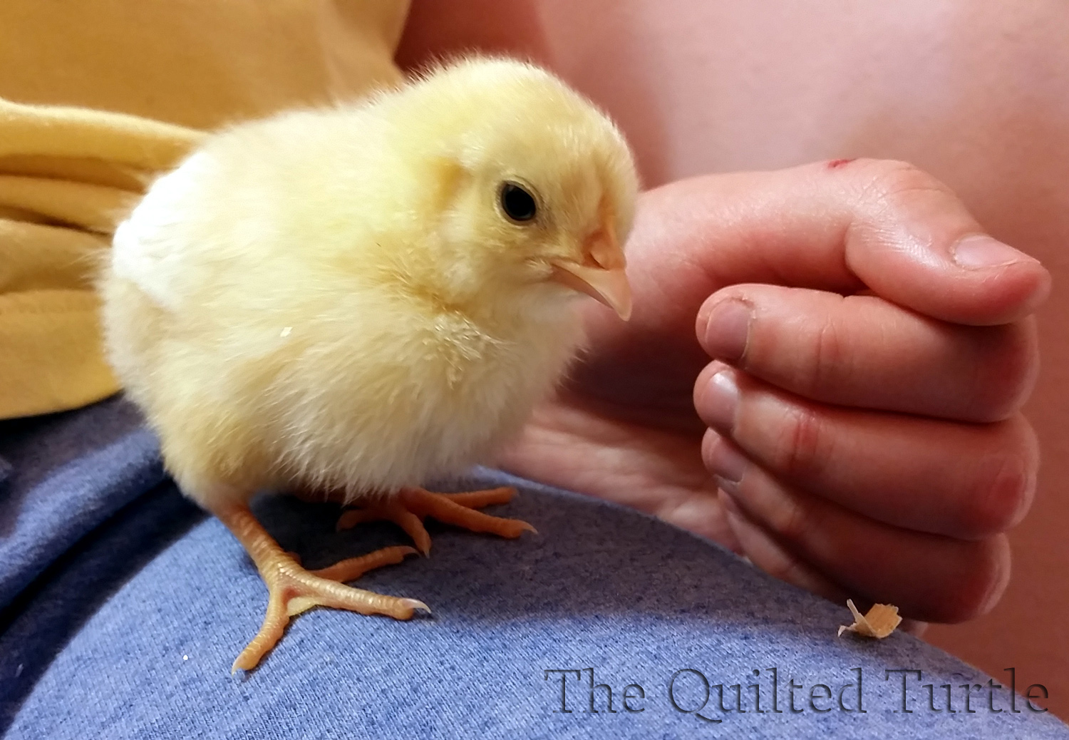 The Quilted Turtle: New Friends