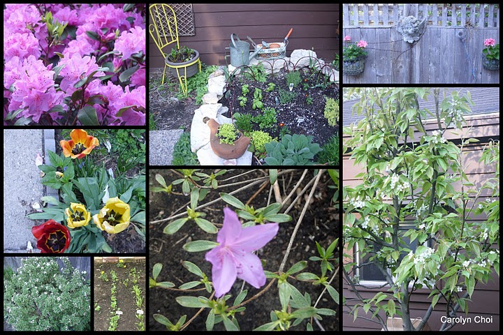 Sweet Home and Garden Chicago: Garden Bloggers' Bloom Day