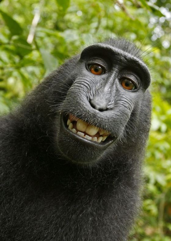 Cool Pictures: fully funny monkey smiley cool picture download