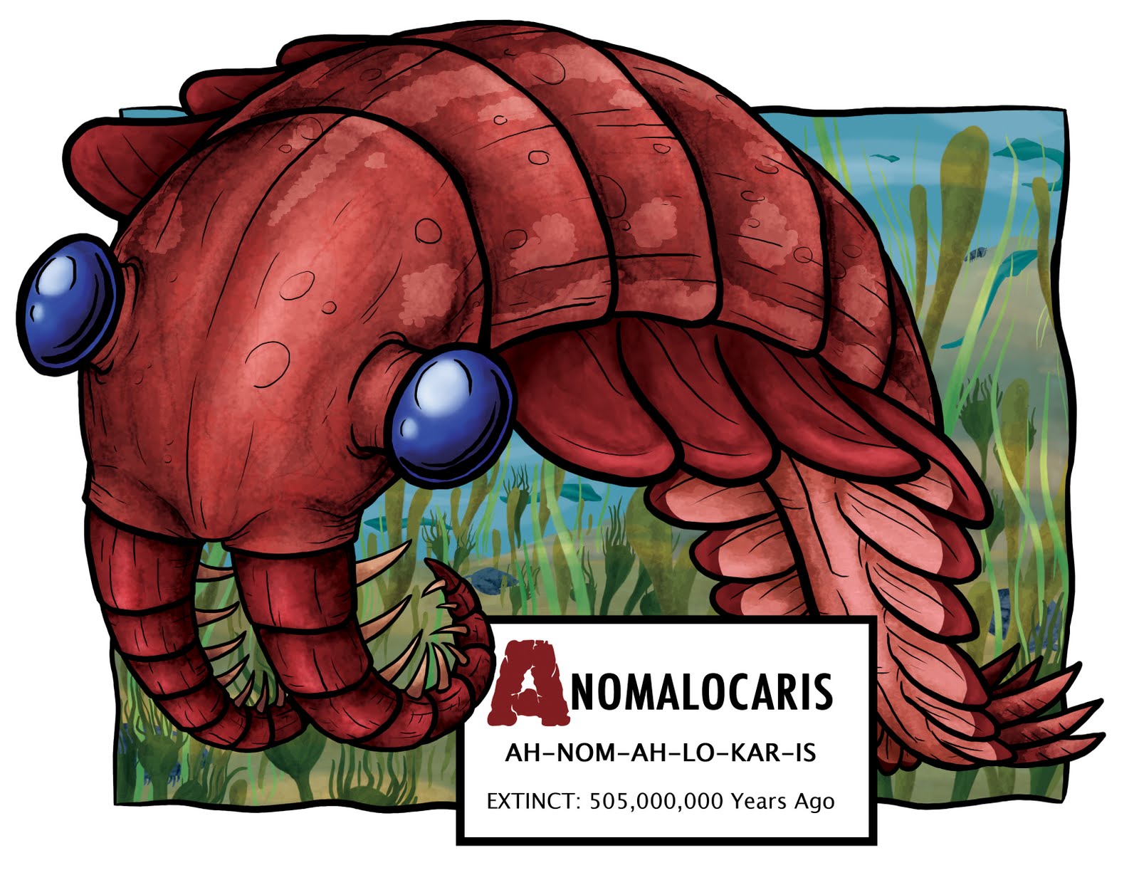 The Invertebrate: The Super-Predator - Anomalocaris of the Cambrian Era