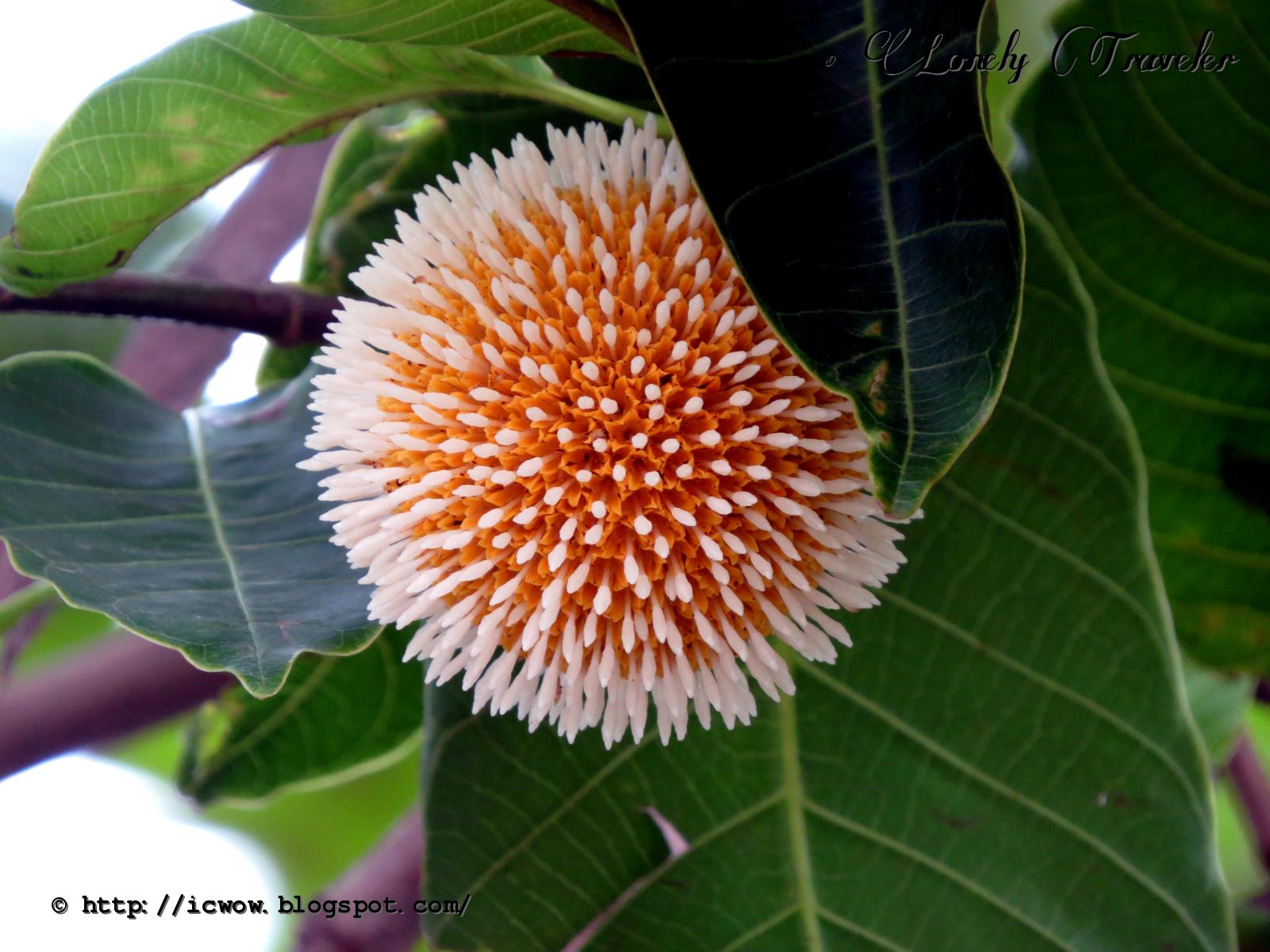 Kadam (কদম ফুল) - Neolamarckia cadamba