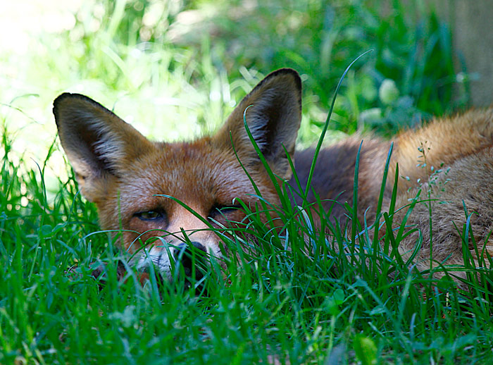 HUESCA Y LA SIERRA DE GUARA: VULPINOS Vulpini Hemprich & Ehrenberg, 1832