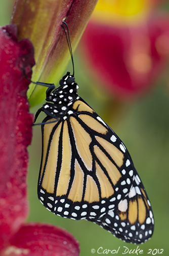 Flower Hill Farm: July's Ending Rainbow Rosy Light Magical Monarch ...