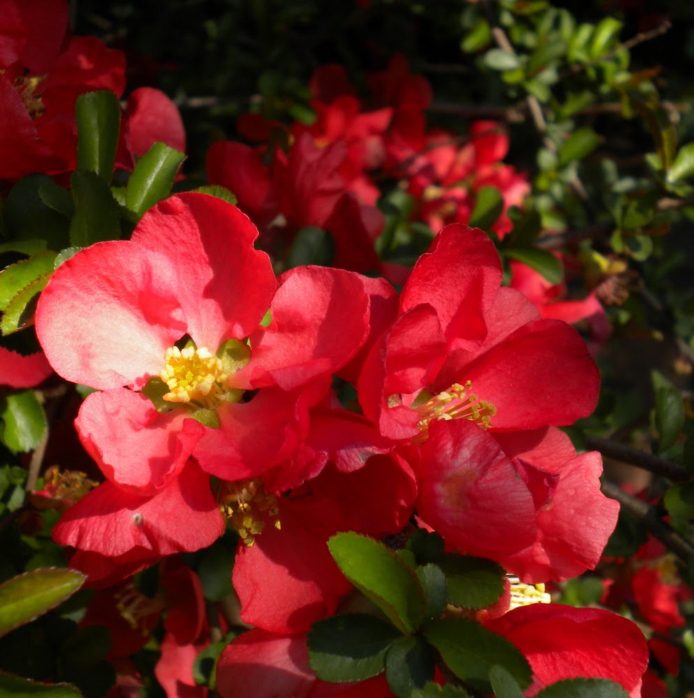 Sherri's Jubilee: Spring Flowers at the Botanical Garden