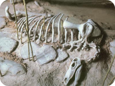 biologyblockD: Revealing the Colors of a Dinosaurs Feathers