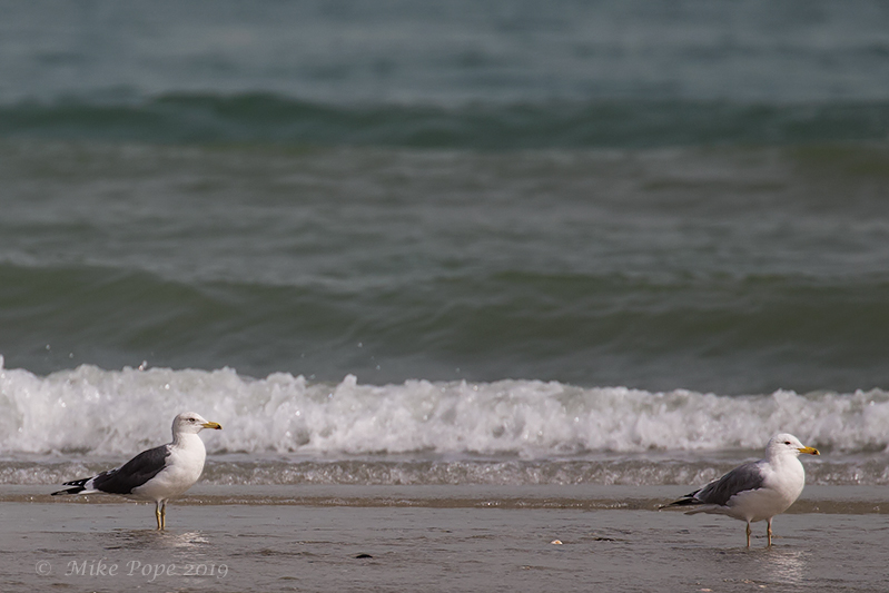 Kuwait Birding: A beach stroll and a MEGA
