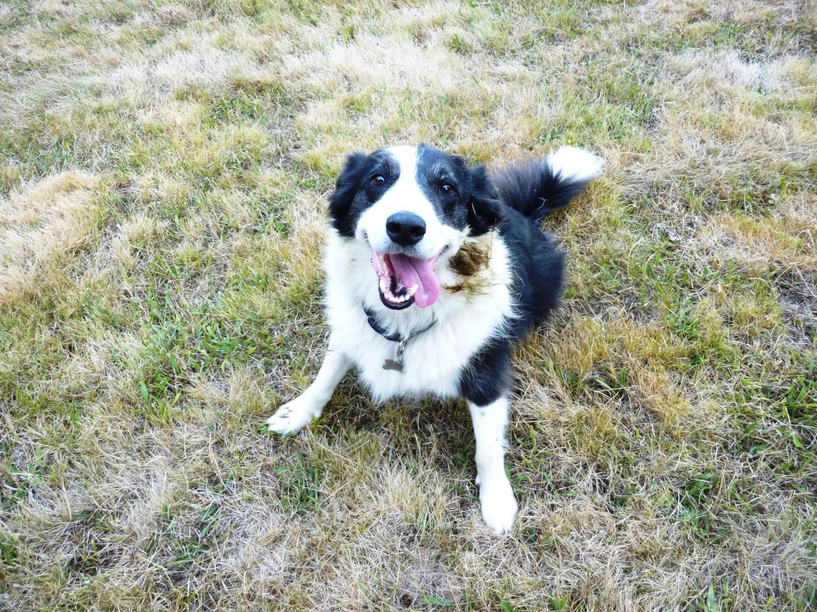 Why Do Border Collies Roll In Poop