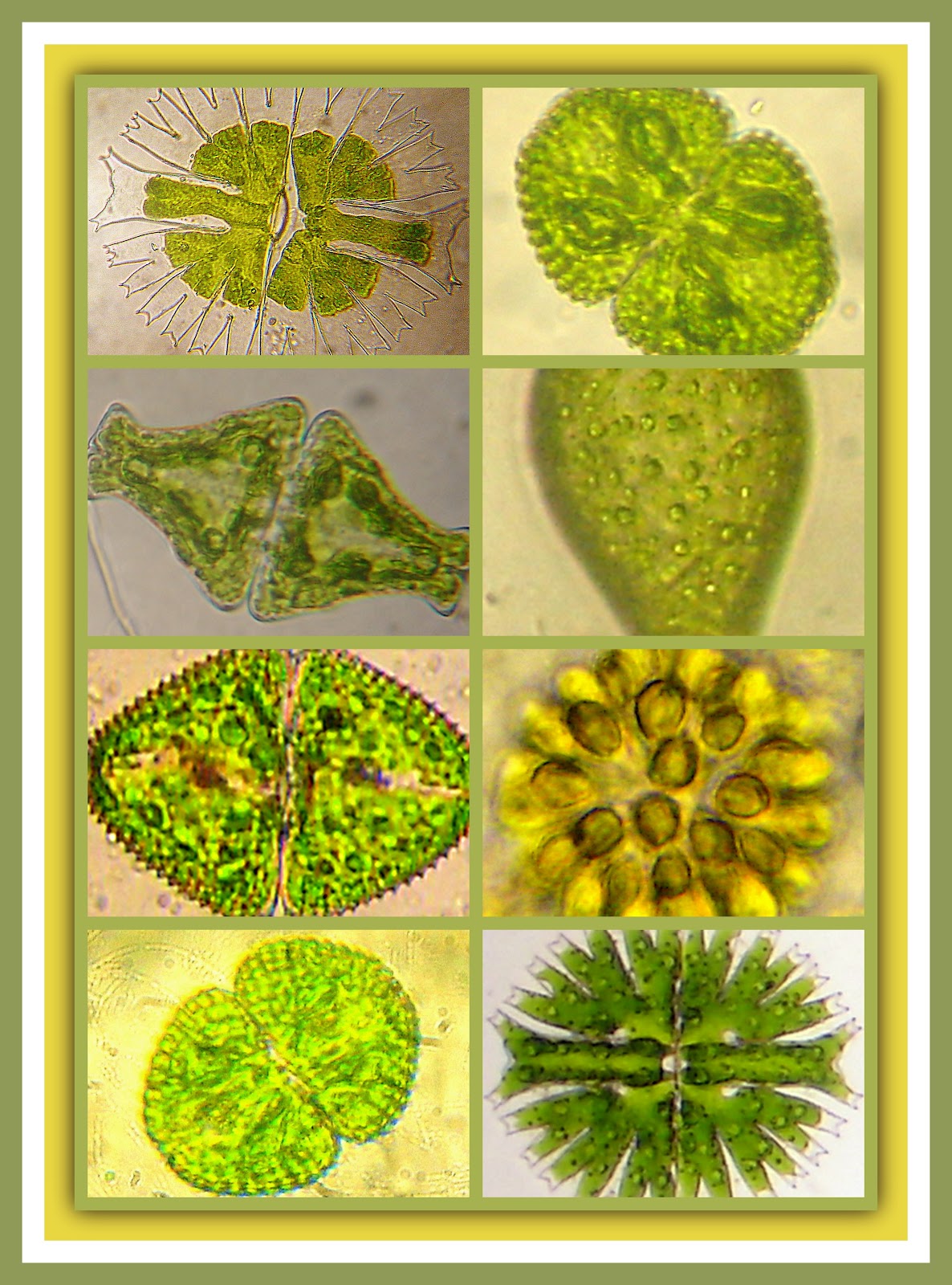 Cultivo de Microalgas em Fotobiorreatores: Microalgas do São Roque do ...