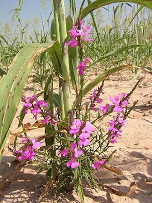 HOW TO CONTROL STRIGA AND STEM BORER IN MAIZE FARM - AGRICULTURE NOTES ADDA