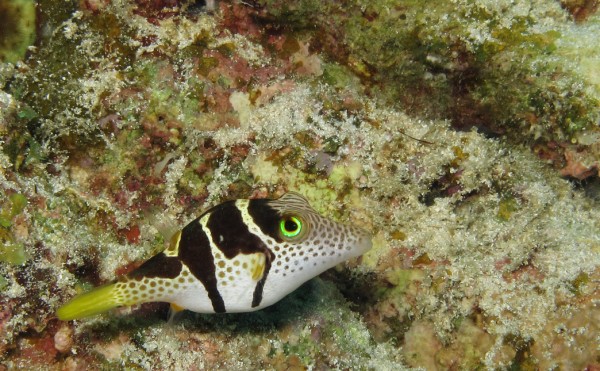 Olive Dragonfly: Honeymoon Pt 6 - Zanzibar, Ras Nungwi Part 3