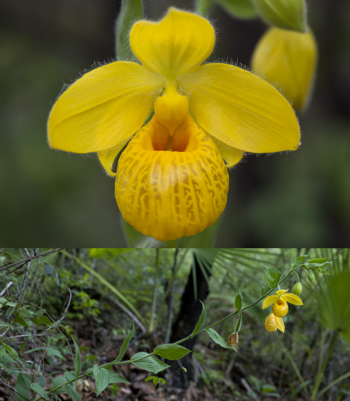Species New to Science: [Botany • 2017] Cypripedium × fred-mulleri ...