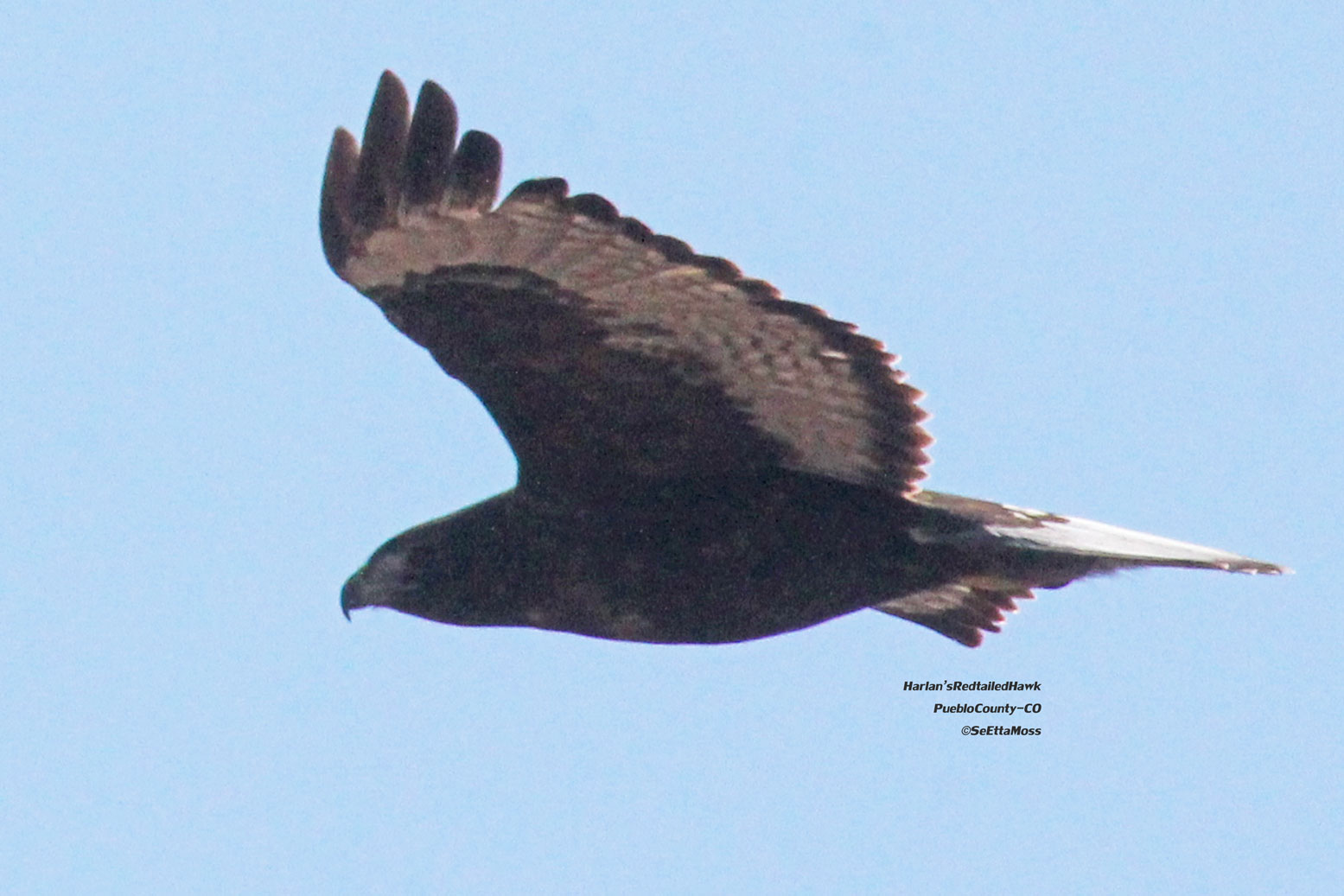 First of the season Harlan's Red-tailed Hawk