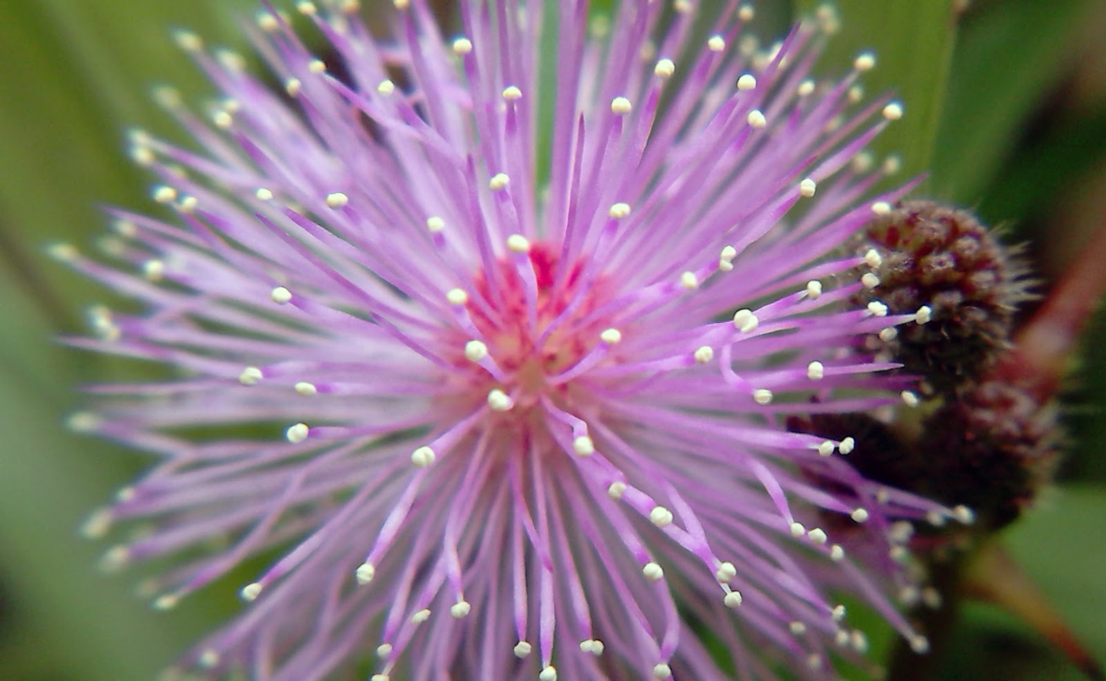 Bunga Putri Malu | SalPret