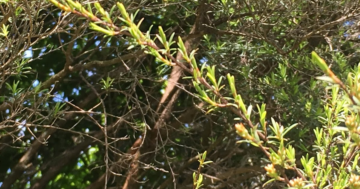 Beekeepers Blog: Growing Manuka Trees from Cuttings