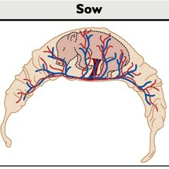 written straight from THE PIGS' PEN: The pig's placenta: in sickness ...