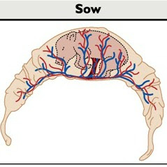 written straight from THE PIGS' PEN: The pig's placenta: in sickness ...
