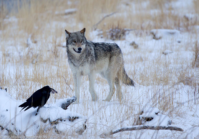 White Wolf : Wolves and Ravens; A Fascinating Relationship (Photos)