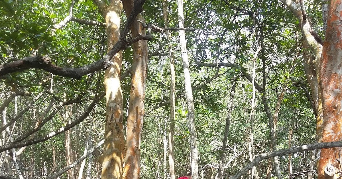 cicak kubing: TANGKAP SIPUT SEDUT DI LUKUT