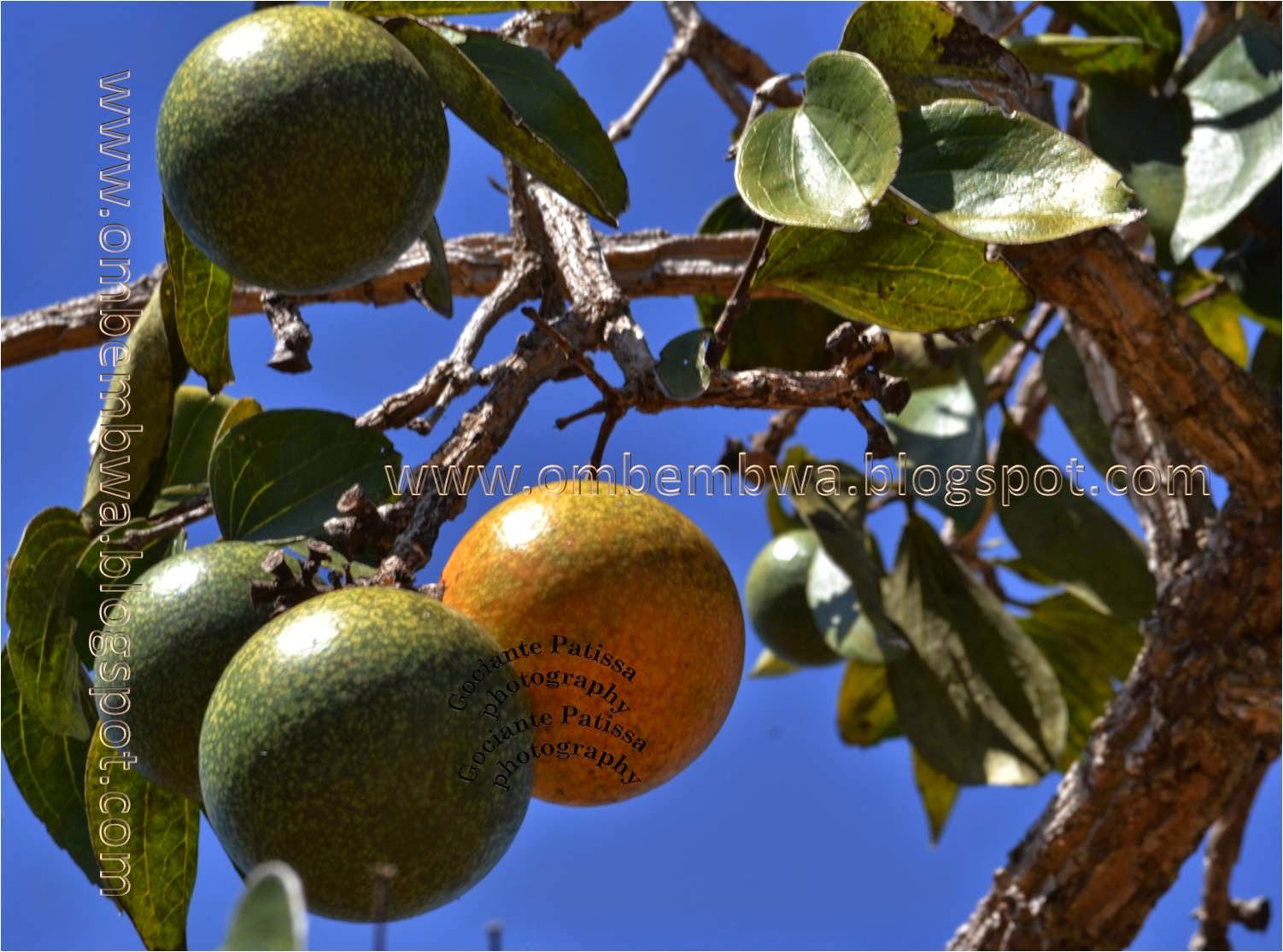 Saboreando MABOQUES hoje no regresso à aldeia de Chindumbo (município ...