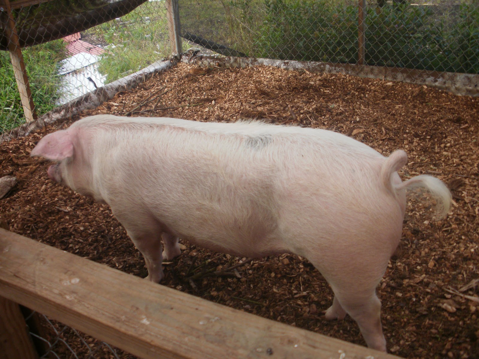 Hubbell's Hog Heaven: Time to Catch Up, Part 1: The Piggery