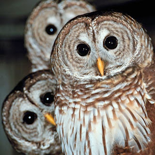 Hurricane Thoughts: O is for Owl